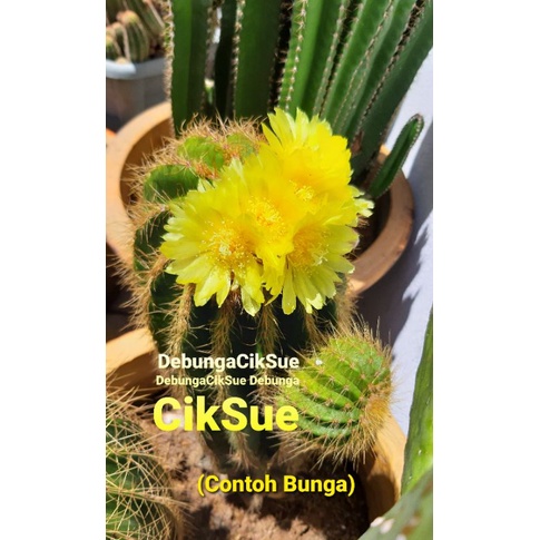 Cactus BIG (Saiz Pot 12.5cm) | Shopee Malaysia