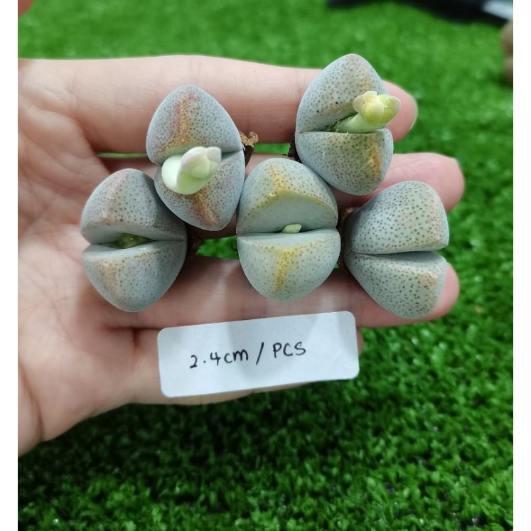 Ready stock 🇲🇾 Dinteranthus/pc 妖玉 番杏科/肉椎/多肉 屁屁生石花 | Shopee Malaysia