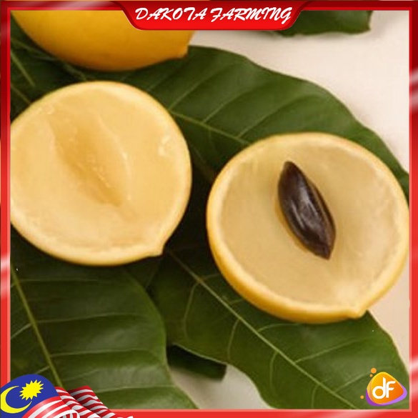 Anak Pokok Abiu Brazil Ciku Australia Pokok Stabil Import Dari Thailand ...