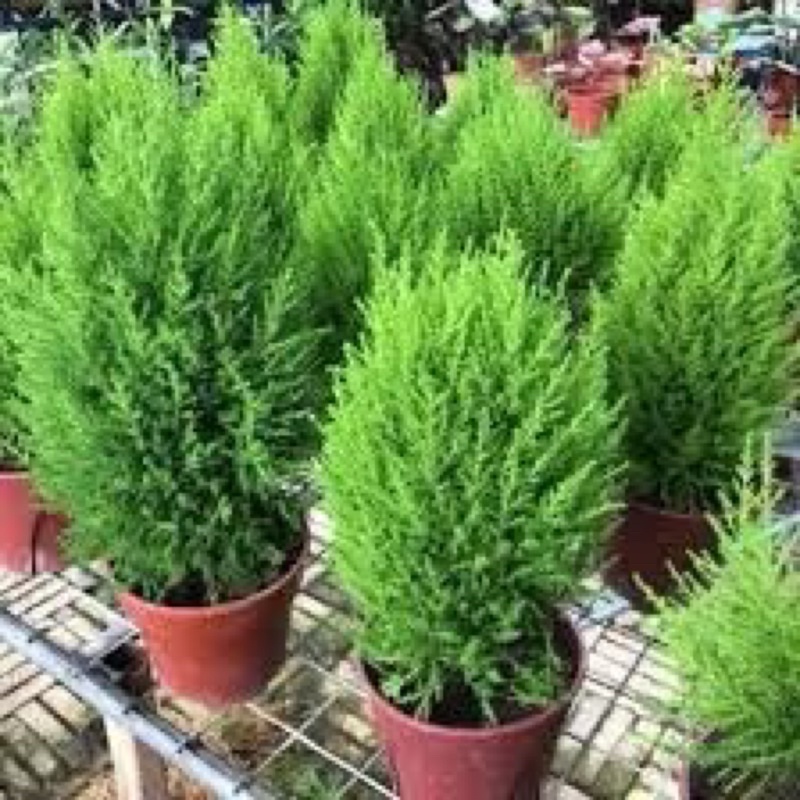 Anak Pokok Ru bau lemon Anak Pokok Rhu Matang Live Pot Plant Pokok ...