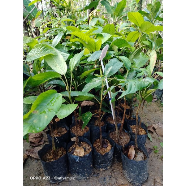 anak benih POKOK RAMBAI | Shopee Malaysia
