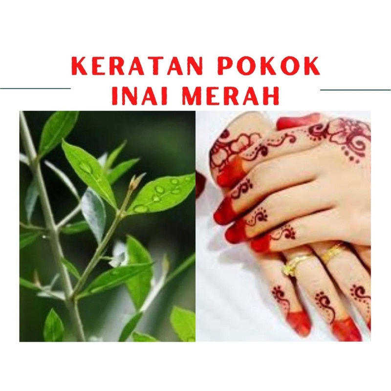 1 Keratan Batang Pokok Inai Merah (Lawsonia Inermis) | Shopee Malaysia