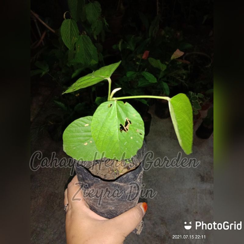 anak pokok seringan @ meringan | Shopee Malaysia