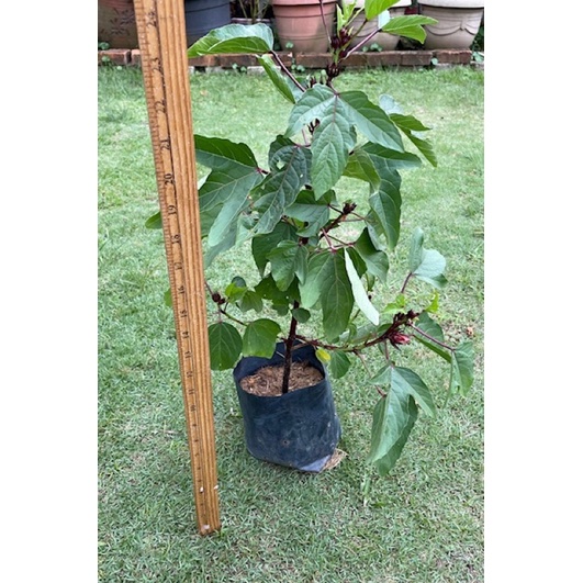 Pokok Roselle / asam raya / ribena malaysia | Shopee Malaysia