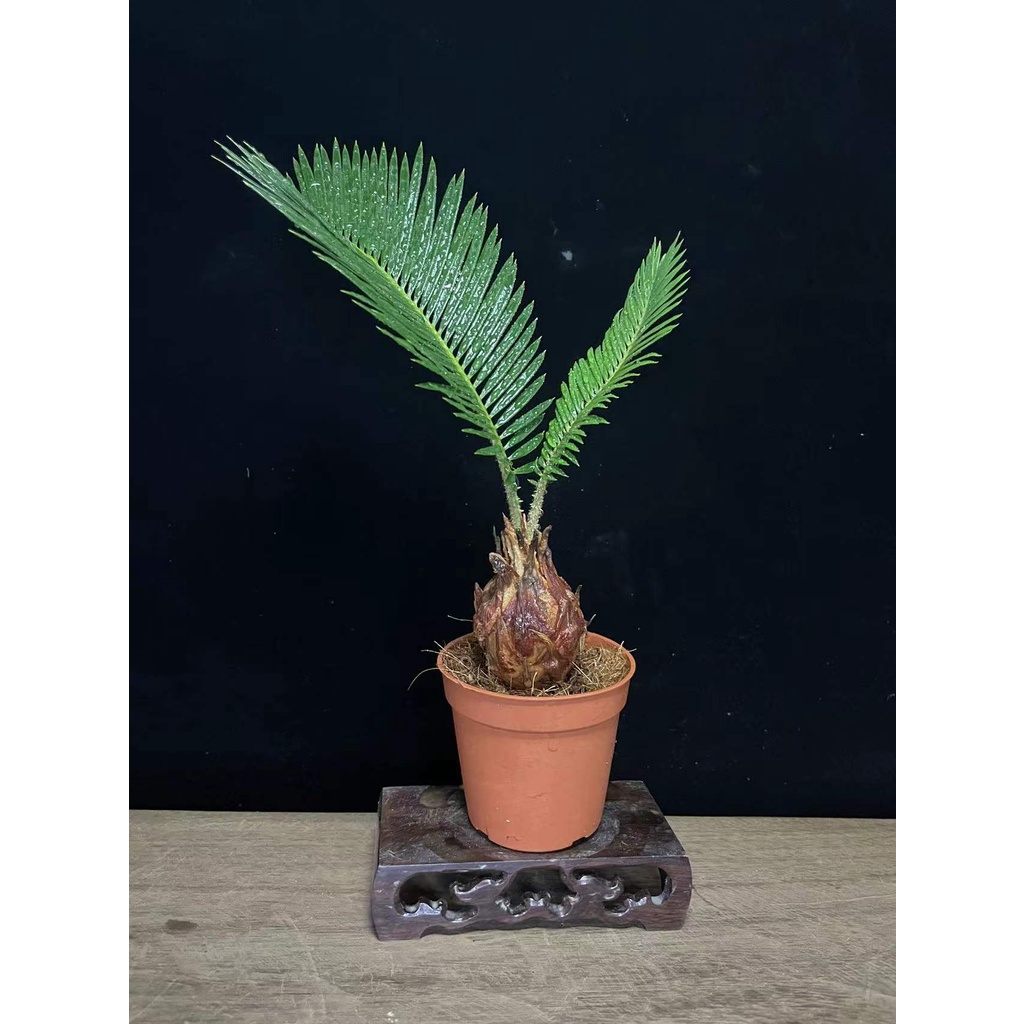 【FAMILY BONSAI】Sago Palm Cycas Revoluta Pakis Bonsai (Come With Pot) 苏铁 ...