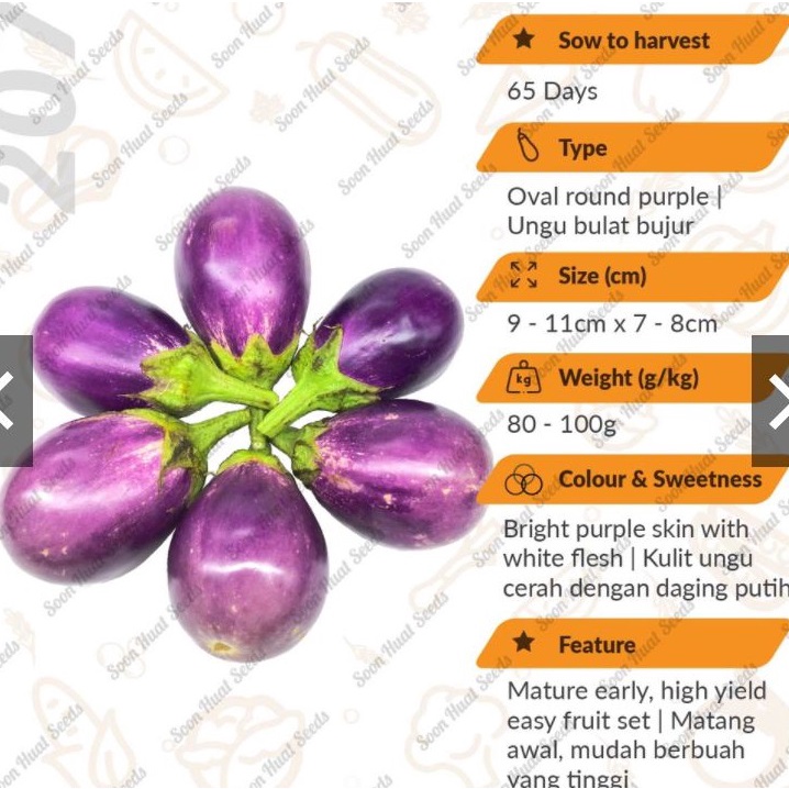 🔥🔥💥💥Benih Terung purple : Eggplant East West, Terung Kedah @ Terung ...