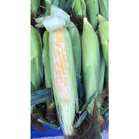 Jagung Mutiara Cameron Highlands/ Jagung | Shopee Malaysia
