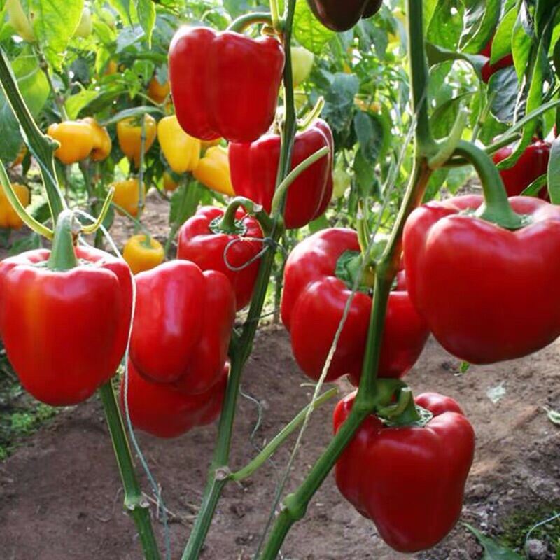 Benih Lada Benggala Merah 15pcs/Red Capsicum/红甜椒籽 | Shopee Malaysia