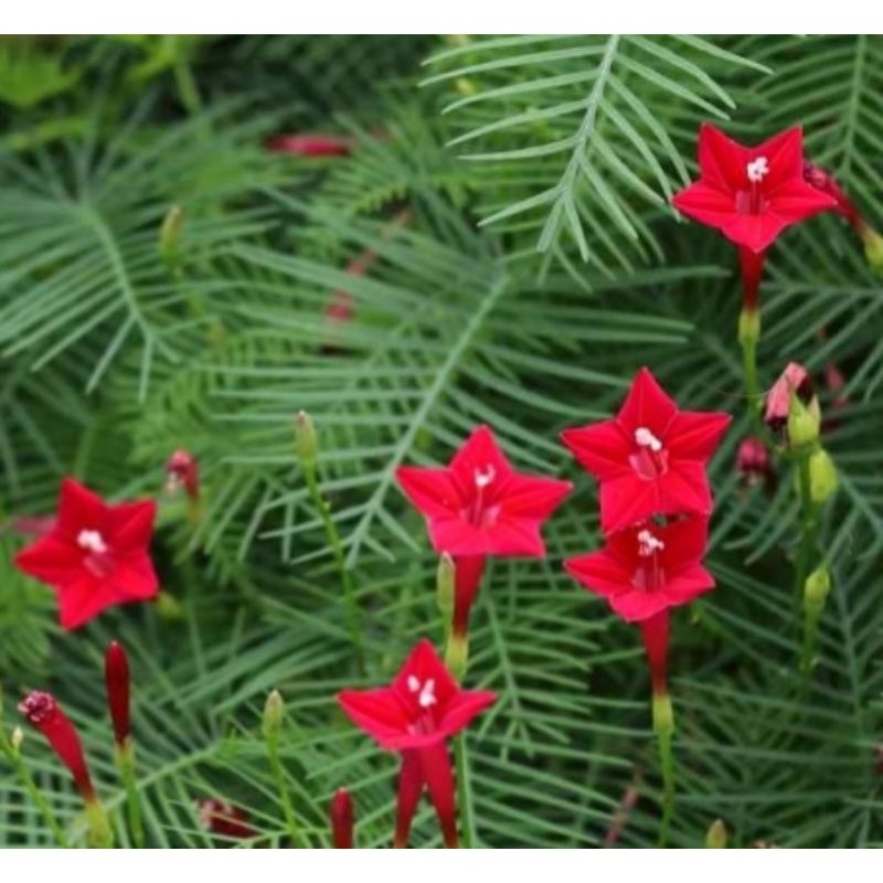 30 biji benih rincik bumi/cypress vine/bintang lima | Shopee Malaysia