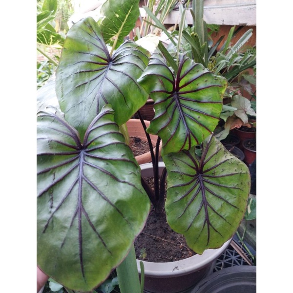 Pharoah Mask Colocasia/ Topeng Firaun murah | Shopee Malaysia
