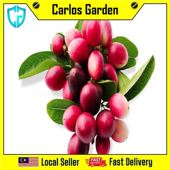 Anak Pokok Asam Renda Import Dari Thailand Pokok Rare | Shopee Malaysia