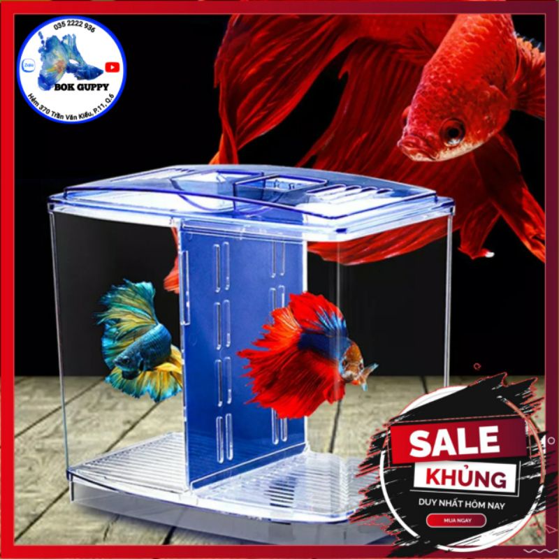 Betta Mini Aquarium With 2 Compartments | Betta Mini Aquarium, Guppy ...