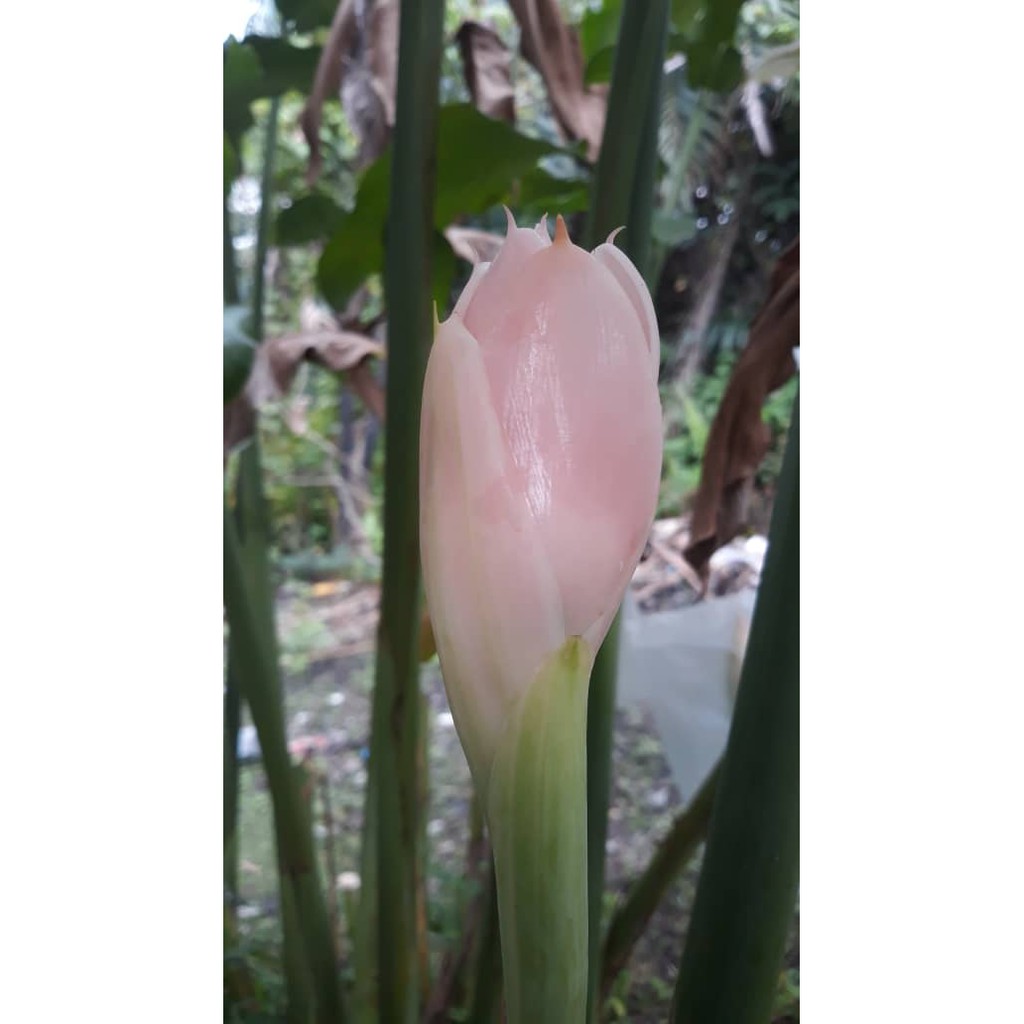 {2 PCS} ANAK /SULUR POKOK BUNGA KANTAN PINK COLOUR + { FREE BUNGA ...