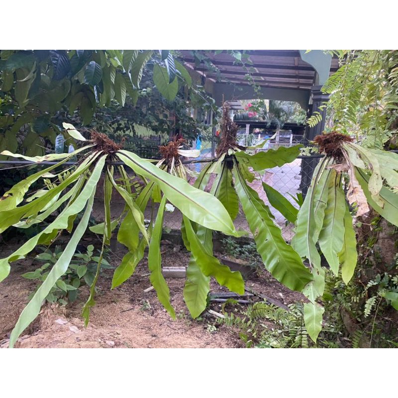 POKOK LANGSUIR LANGSUYAR | Shopee Malaysia