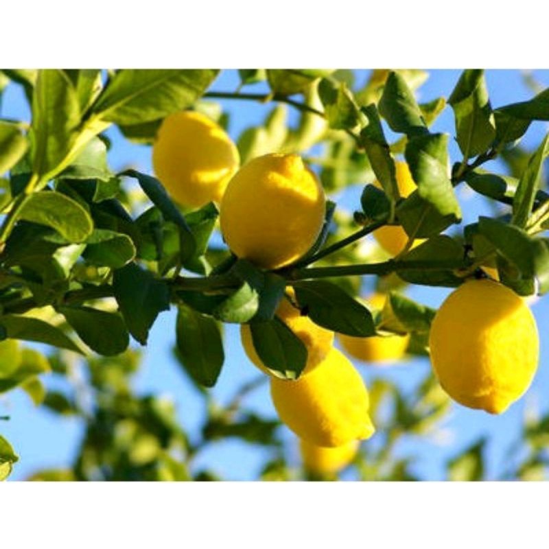 pokok LEMON EUREKA seedless (pokok matang) , boleh berbuah dalam pasu ...