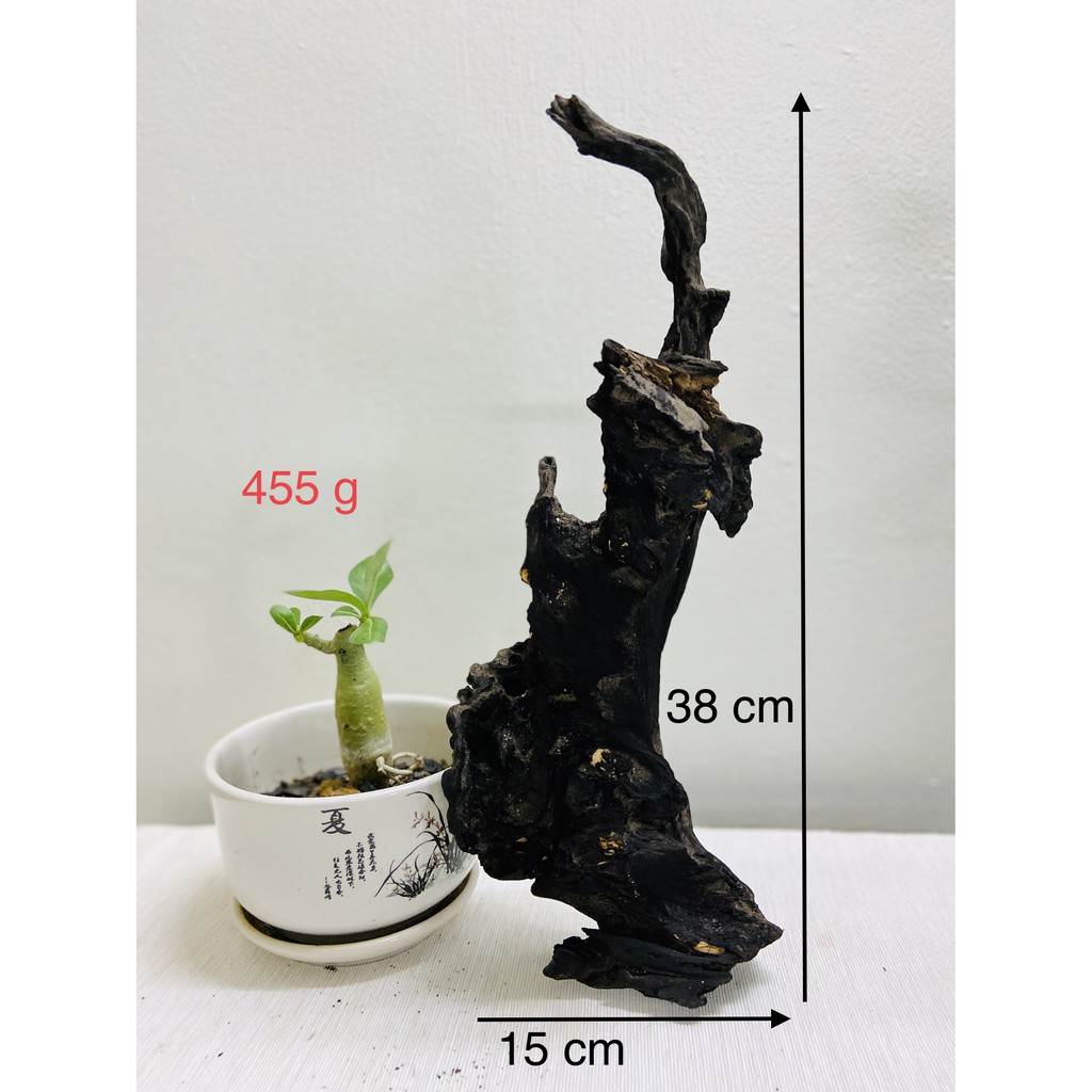 🔥Kayu kemuning hitam Asli 黑金木 455g | Shopee Malaysia