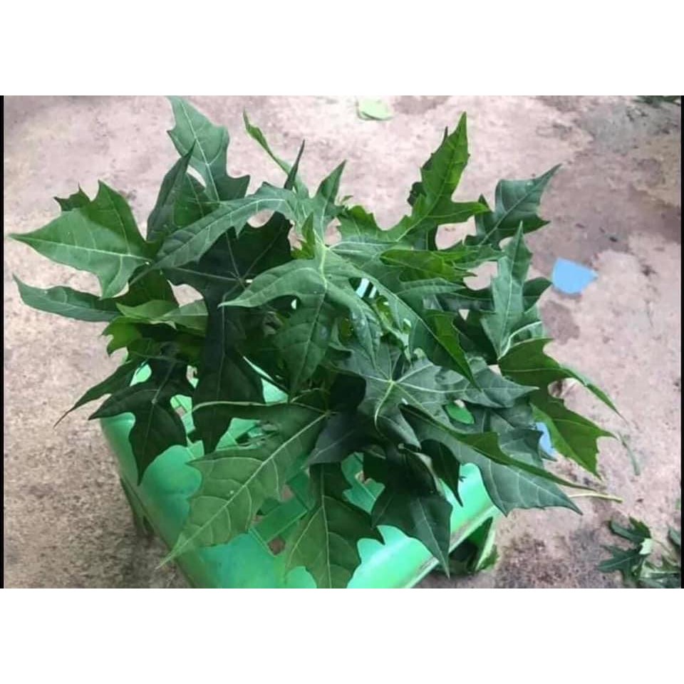 POKOK CHAYA CAHAYA POKOK AJINOMOTO REAL PLANT HOTSELLING PLANT RARE ...