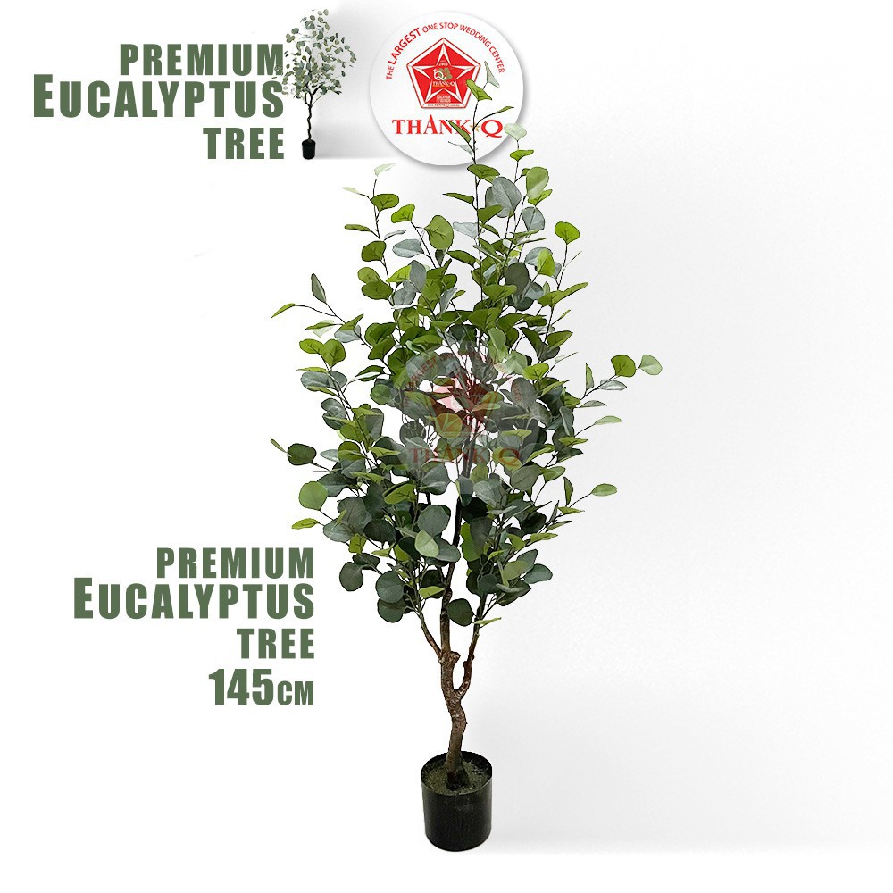 Home Decor Pokok Viral - Premium Olive Tree & Eucalyptus Tree (READY ...