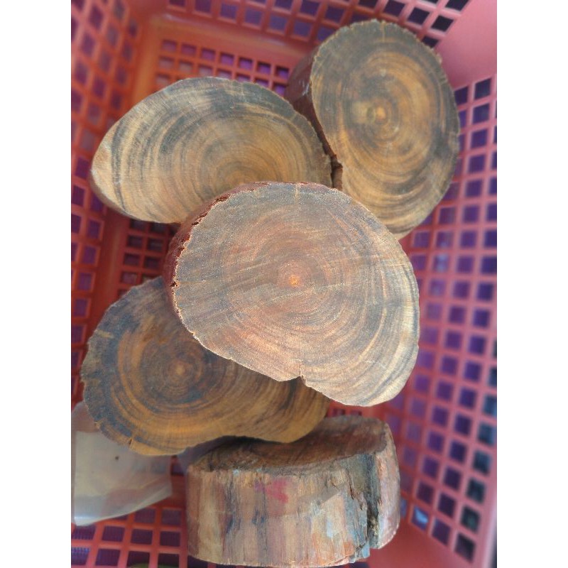 Damar Minyak / Raja Kayu Merah | Shopee Malaysia