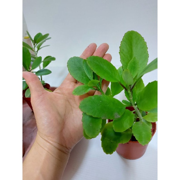 live plant : 落地生根 带盆 Kalanchoe Pinnata / Pokok Setawar Kampung with ...