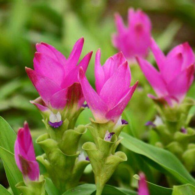 AZ Pokok Tulip Siam/Jenis Halia | Shopee Malaysia