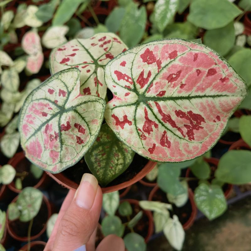 Goods in stock Caladium Plants-New Ready Stock-Pokok Keladi-New Wave ...