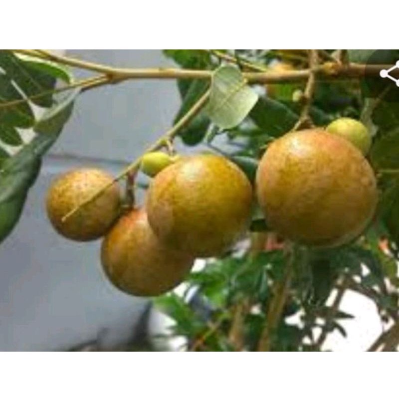 Ping Pong Longan Tree🌱🔥乒乓龙眼树苗 🌱🔥Longan ping-pong Thai hybrid🌱🔥 | Shopee ...