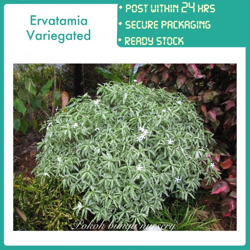 PBN - Ervatamia variegated - dwarf bunga susun jasmine Thai pinwheel ...