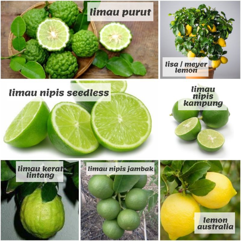 Pokok Buah Keratan Lemon australia lime keffir limau nipis seedless ...
