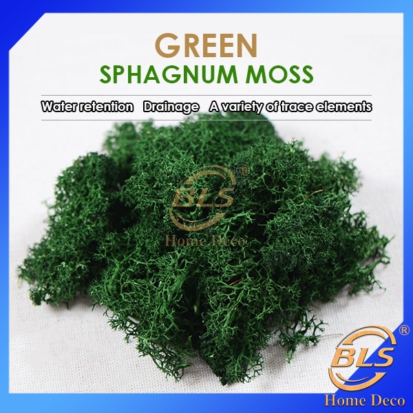 600g Green Sphagnum Moss Orchid Plant Media Lumut Kering DIY Decoration ...