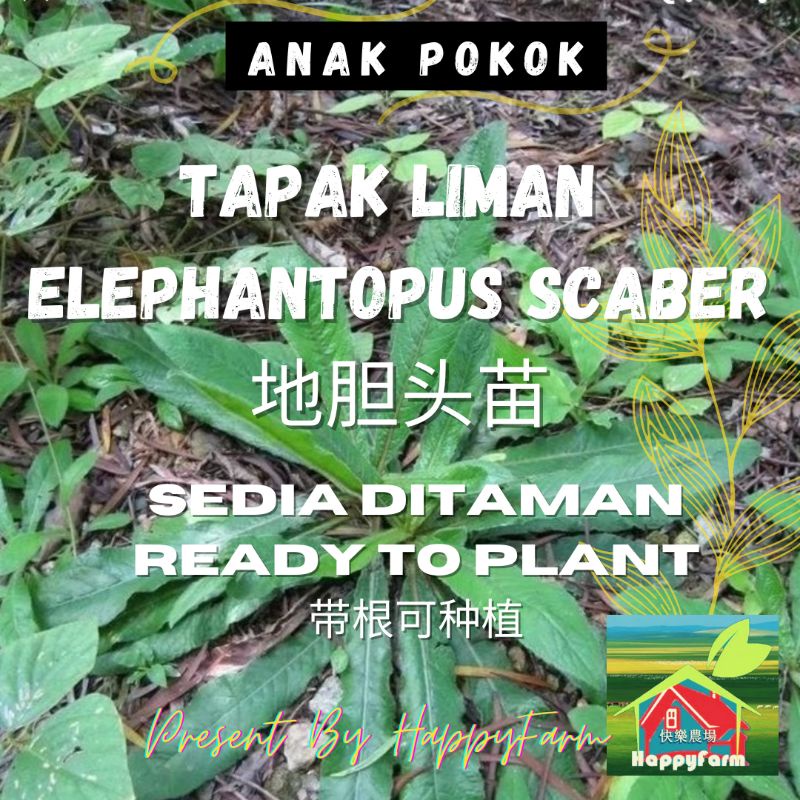 Anak Pokok Tapak Liman Bunga Purple(Tutup Bumi)BabyTree Elephantopus ...