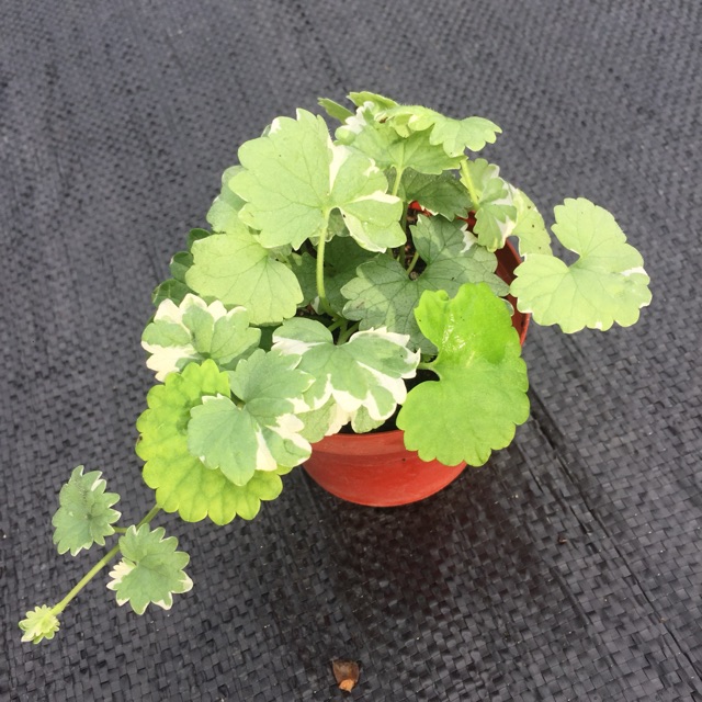 Creeping Charlie ( Glechoma variegated) aromatic plant | Shopee Malaysia