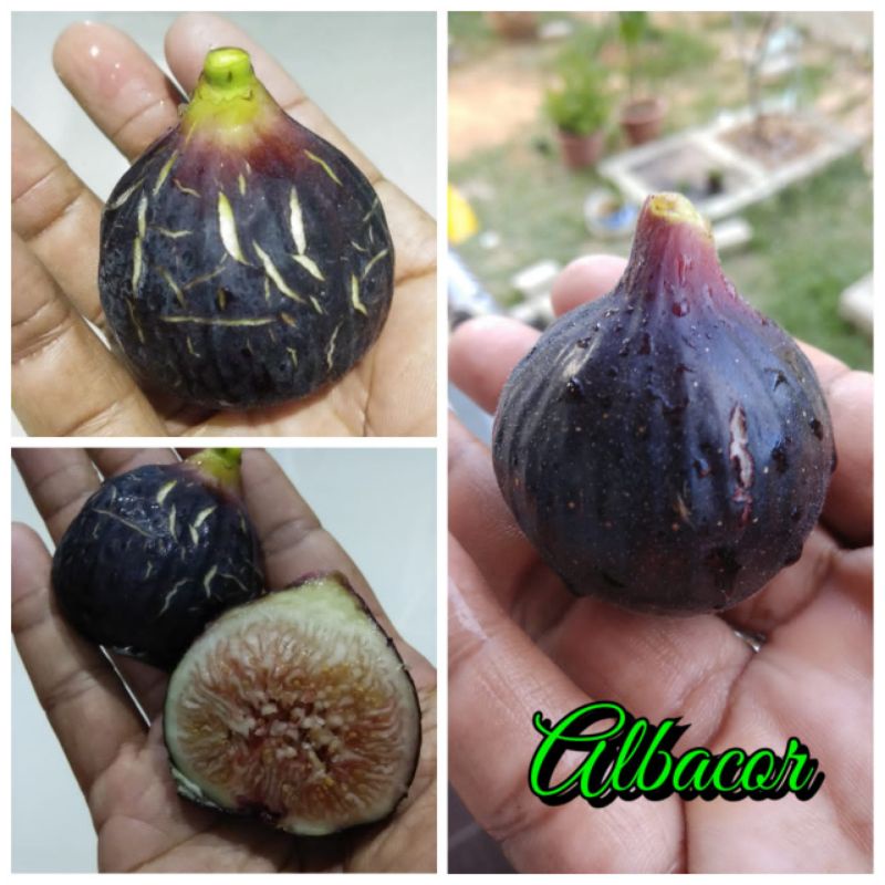 Keratan Pokok Tin/Fig | Shopee Malaysia