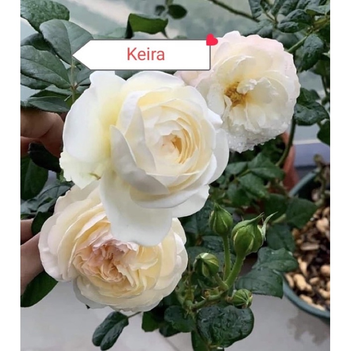 Ros wangi ID Keira English Wedding Rose (grafted) | Shopee Malaysia