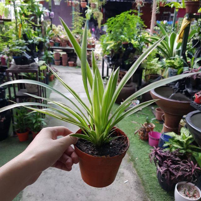 REAL LIFE PLANT / Spider Fern / Chlorophytum/ Pokok Spider | Shopee ...