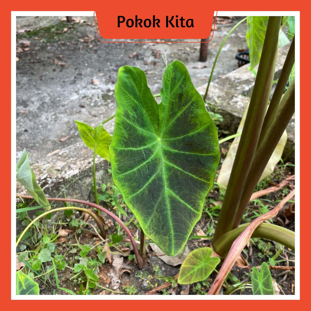 Pokok Hidup Pokok Keladi Illustris Colocasia | Shopee Malaysia