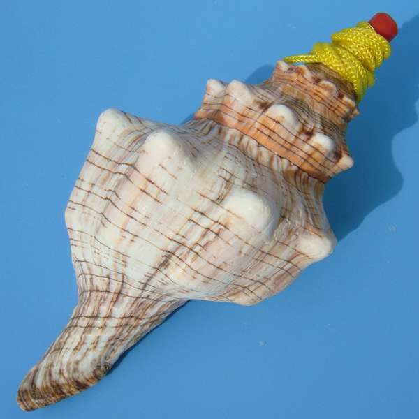 Ready stock# Big Conch snail whistle Children's toys toy, Ha Lukou Port ...