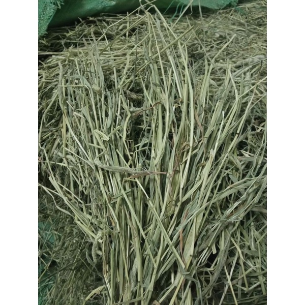 Import Sun-dried Timothy hay 500g 晒干提莫西草Rabbit/Guinea pig/Chinchillas ...