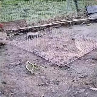 Chicken Traps, Bird Traps, Trapping Hunting Quail Cage Sparrow Spring ...