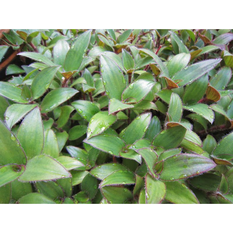 Anak Pokok Telinga Kera/水龟草苗/Wandering Jew | Shopee Malaysia