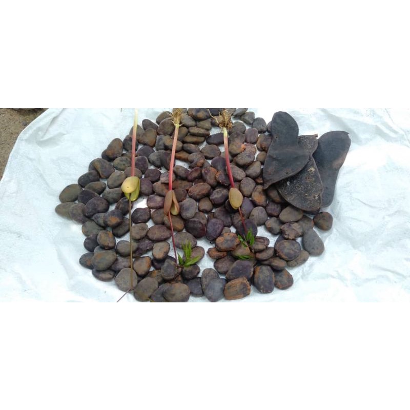 BIJI BENIH POKOK MERBAU | Shopee Malaysia