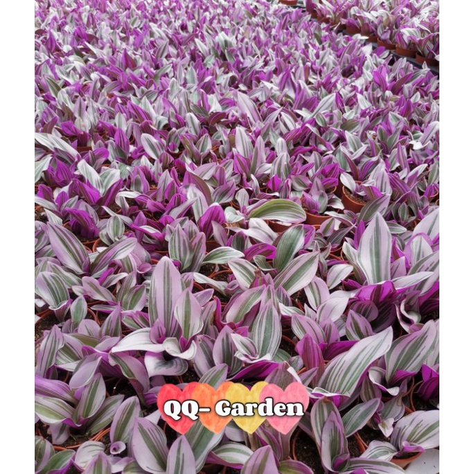 QQ-garden🌷Live plants🪴 tradescantia nanouk油画婚礼patented plants 植物 ...