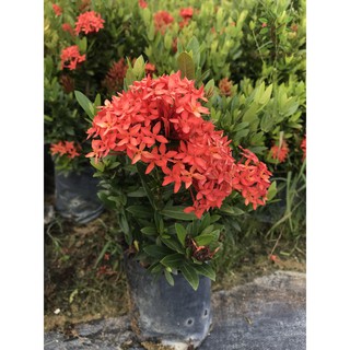 Berjaya Plant Nursery - Bunga Ixora Sunkist/Jenjarum(Pokok Bunga Hidup ...