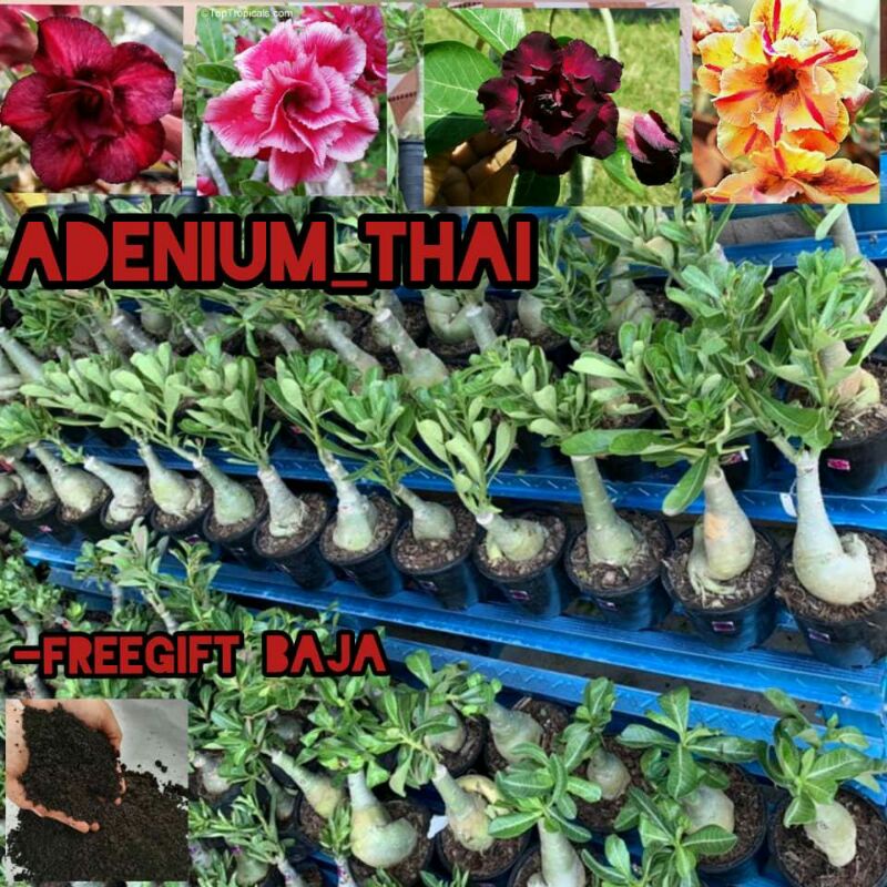 Adenium plant thailand multi layer (pokok bunga bunga kemboja MURAH ...