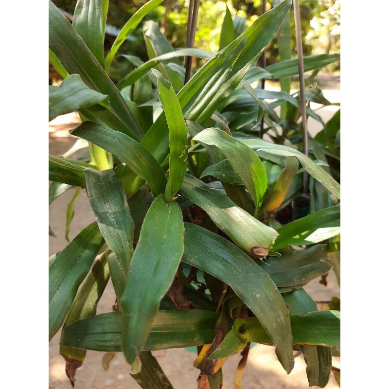 LIVE PLANT Rumput Beijing | Shopee Malaysia