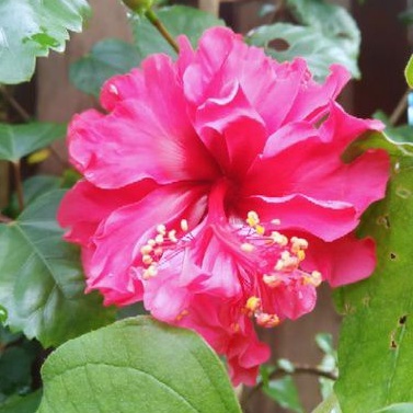 Keratan bunga raya Hibiscus cutting | Shopee Malaysia