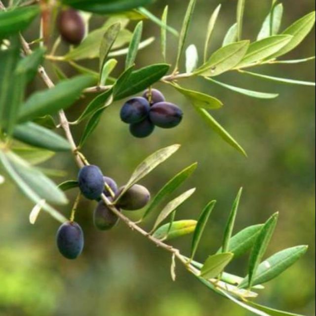 🤪CRAZY SALES 🤪👉 Pokok Olive / Olive Tree / Pokok Besar ( Pokok Hidup ...