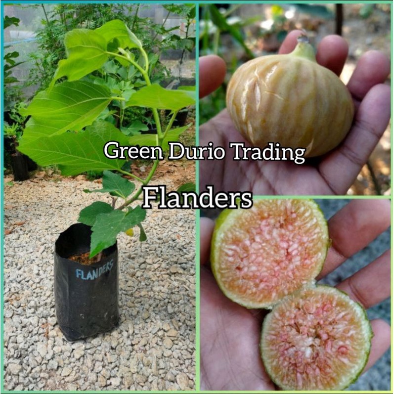 ANAK POKOK TIN (FIG) BTM6, RED KHURTMANI, PONTE TRESA, IBG, GOLDEN ...