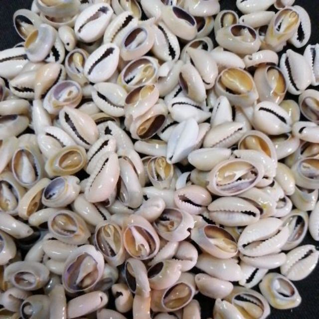 Seashell / Burie kuyung (Original color) | Shopee Malaysia