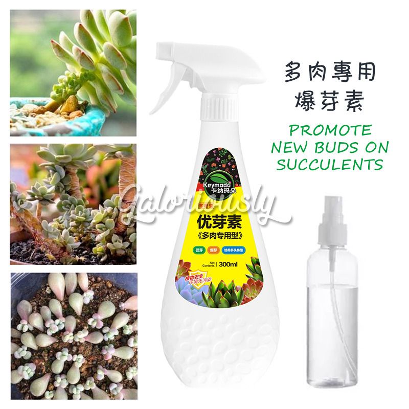 Succulents Bud Growth Hormone Succulent Leaf Propagation Promote Buds ...
